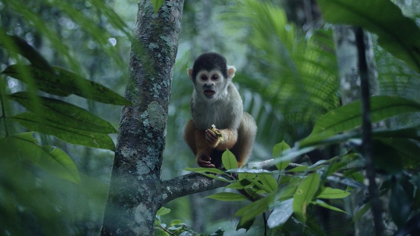 Accenture – Changing Tree | D&AD Awards 2024 Shortlist | Computer ...