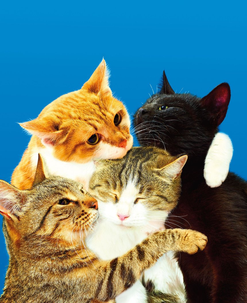 Polyamory | New York Magazine | New York Magazine | D&AD Awards 2025 Shortlist | Editorial | D&AD